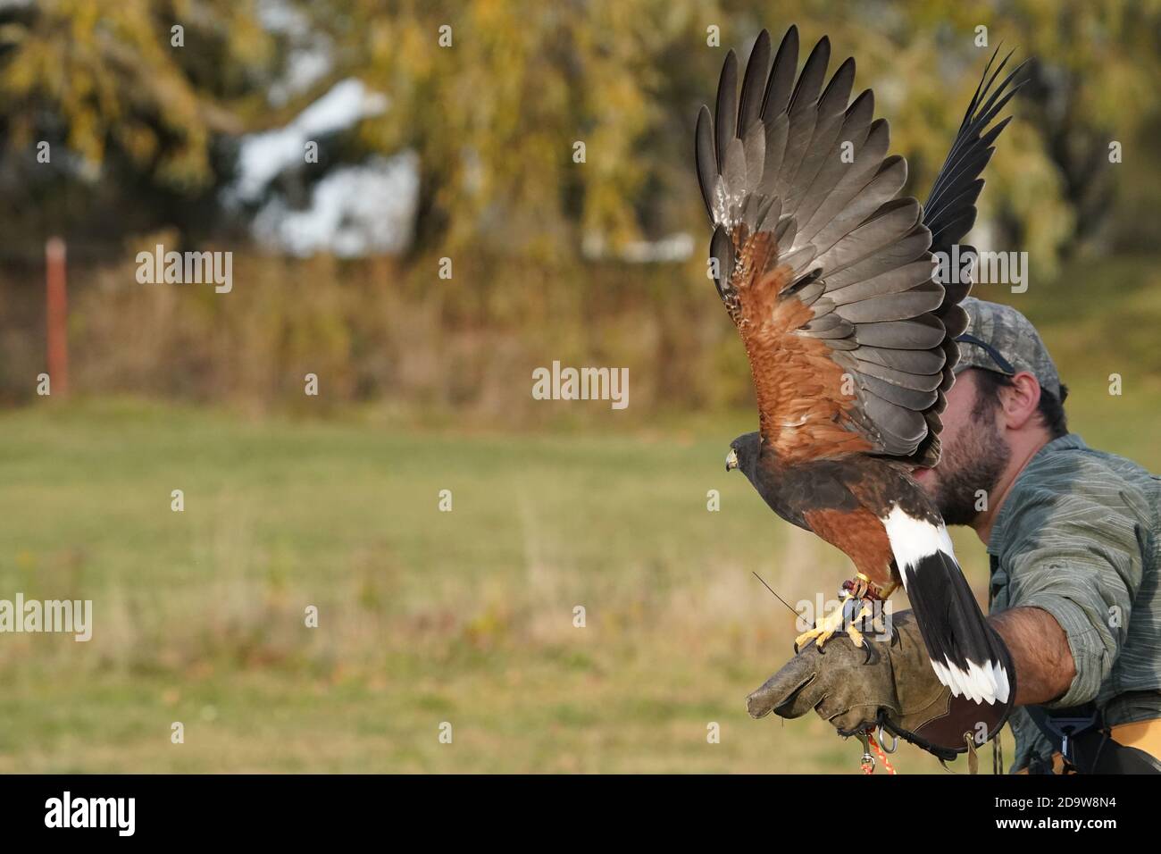 Falconry fun sport hi-res stock photography and images - Alamy