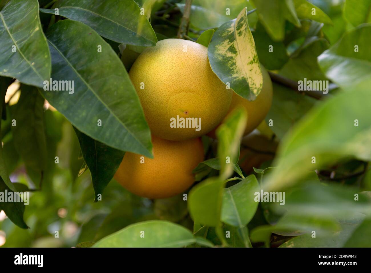 Orange fruit tree hi-res stock photography and images - Alamy