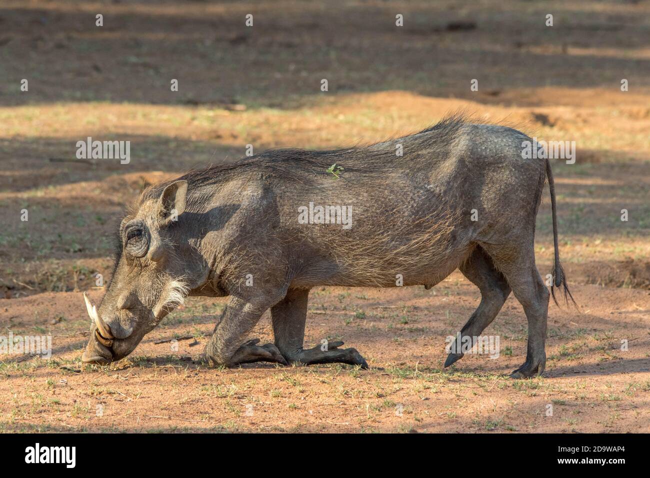 A common warthog feeding on its knees in the African wilderness Stock ...