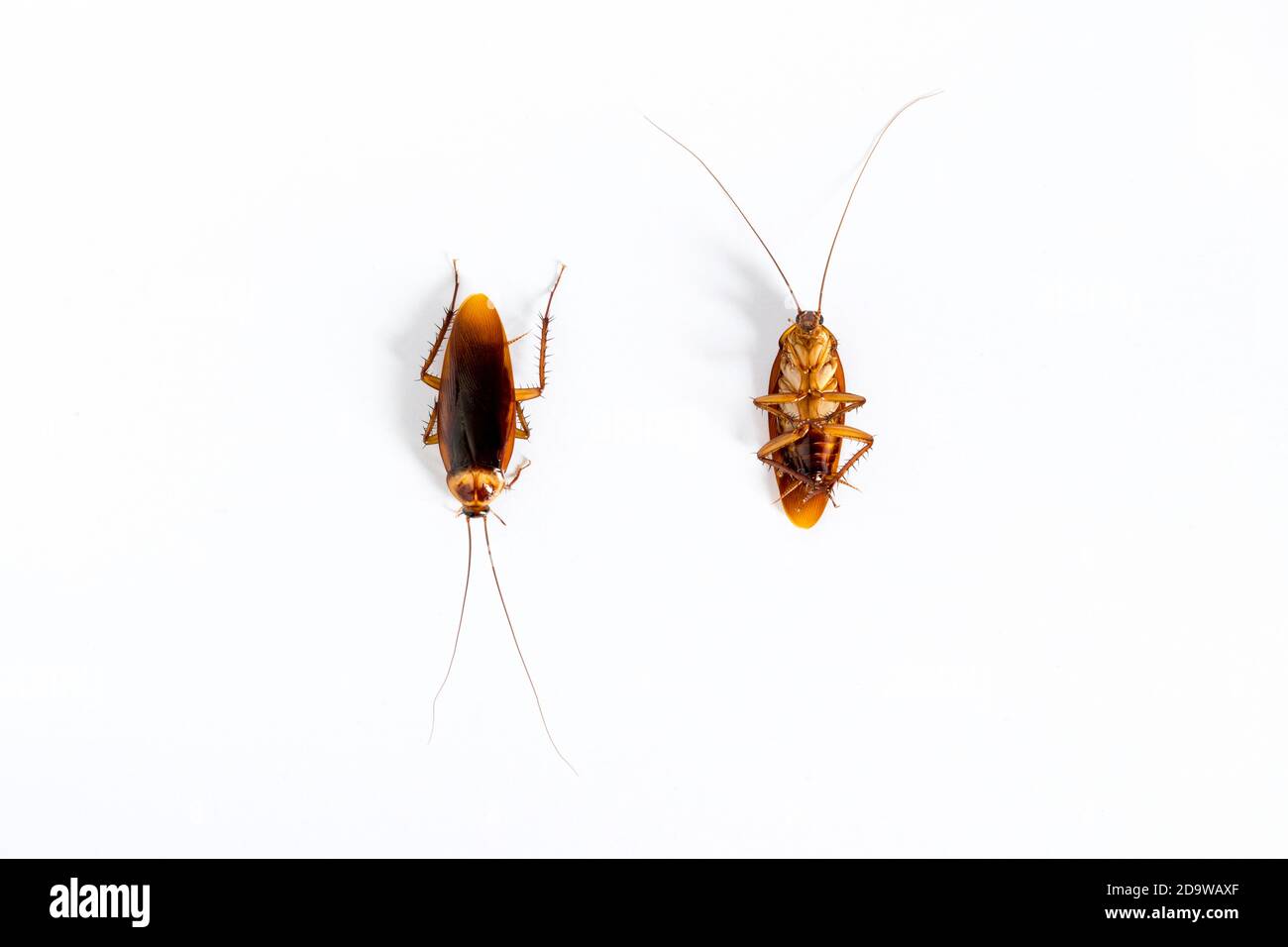 Closeup of cockroach isolated on white background Stock Photo - Alamy