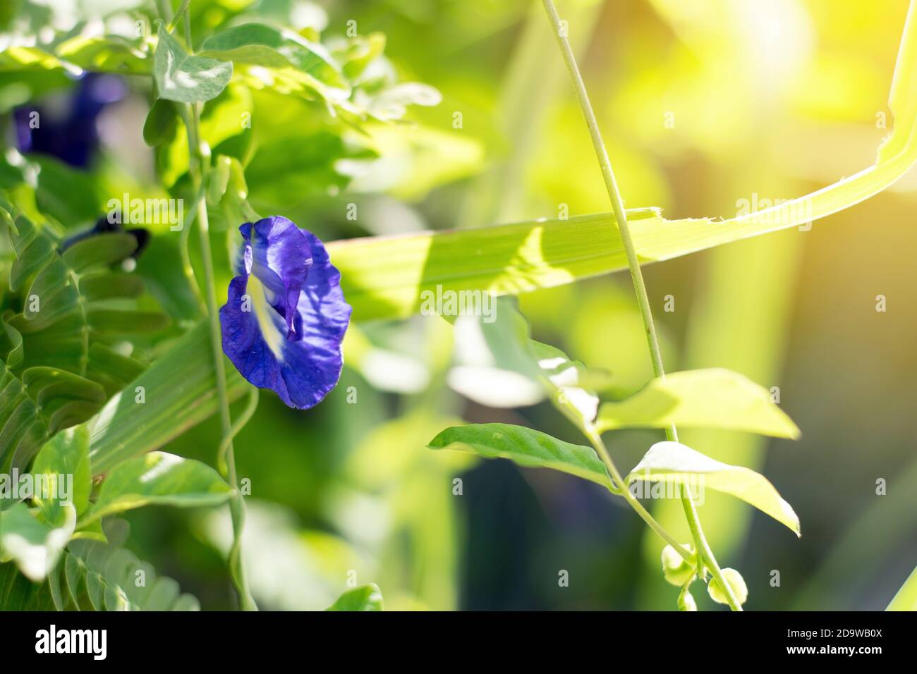 Colorful Pea flowers blooming in the garden with beautiful sunlight ...