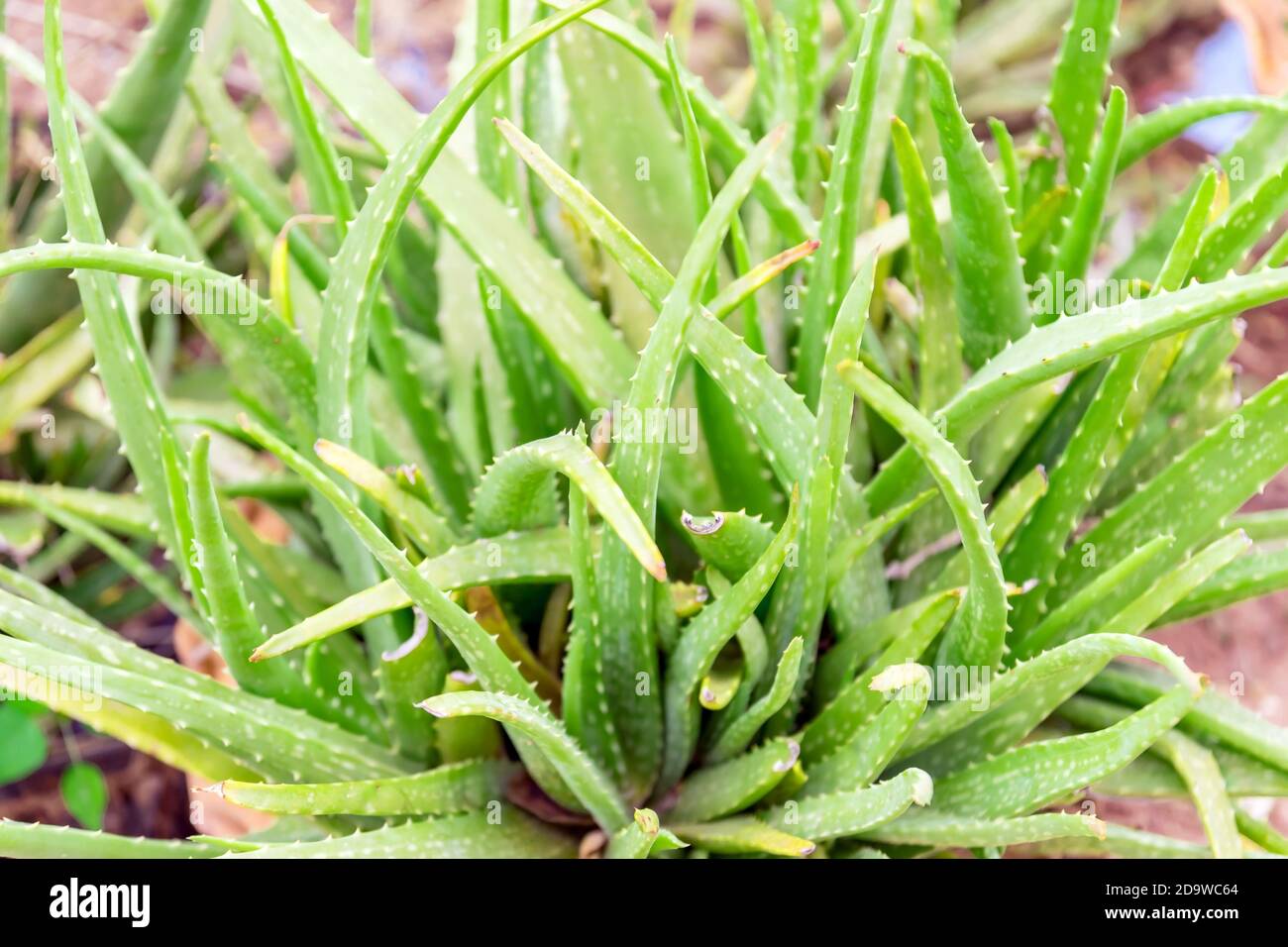 Closeup stem of the Aloe Vera in a pot in the garden Stock Photo - Alamy