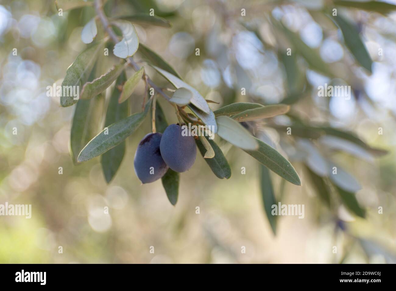 Olive tree branch on blur background Stock Photo - Alamy