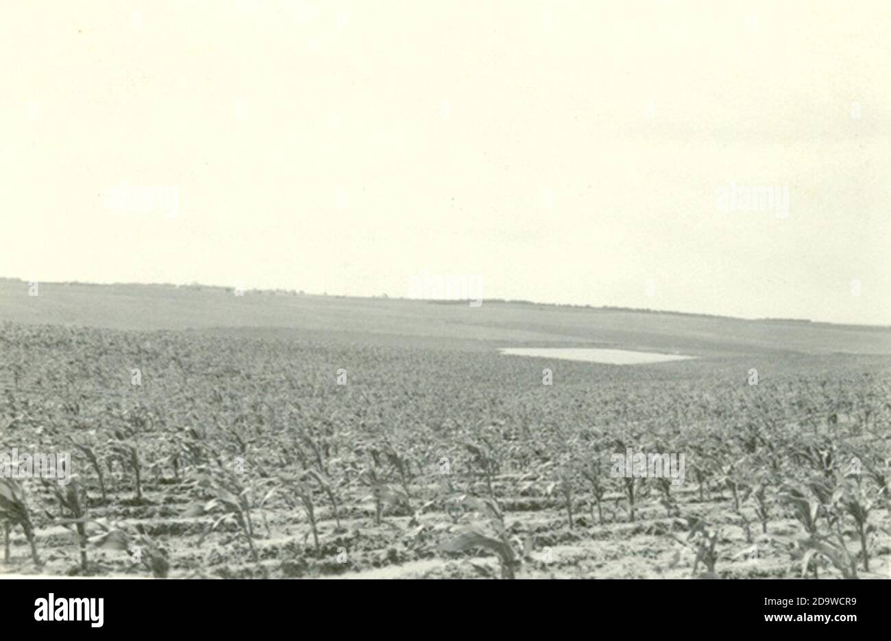Beaver border hi-res stock photography and images - Alamy