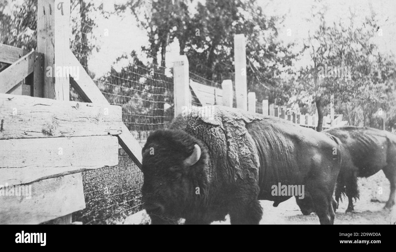 Bison photo old hi-res stock photography and images - Alamy