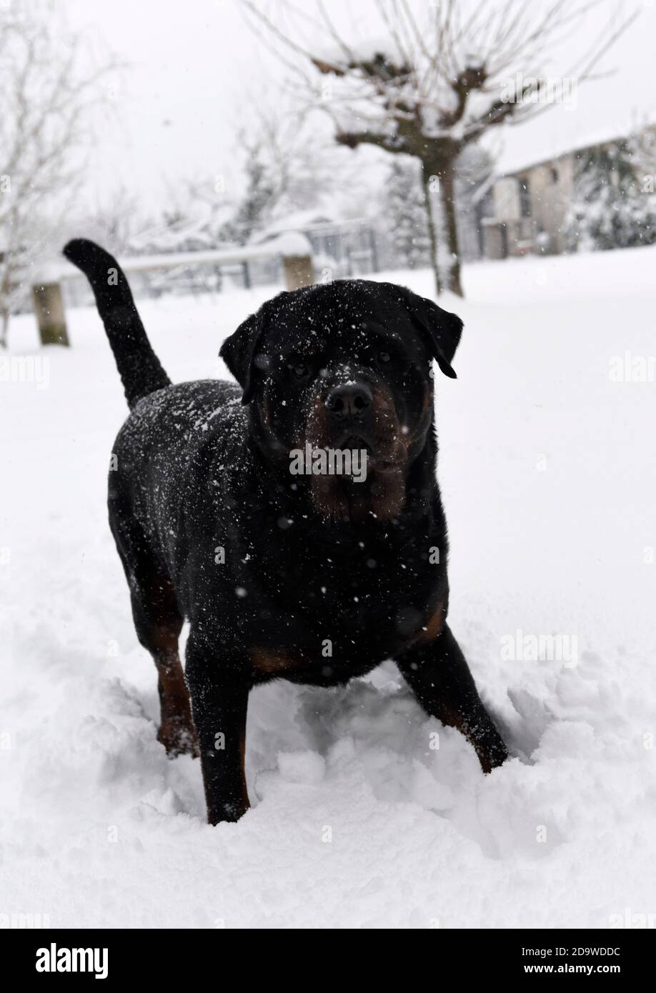 adult rottweiler playing in the snow, in winter Stock Photo - Alamy