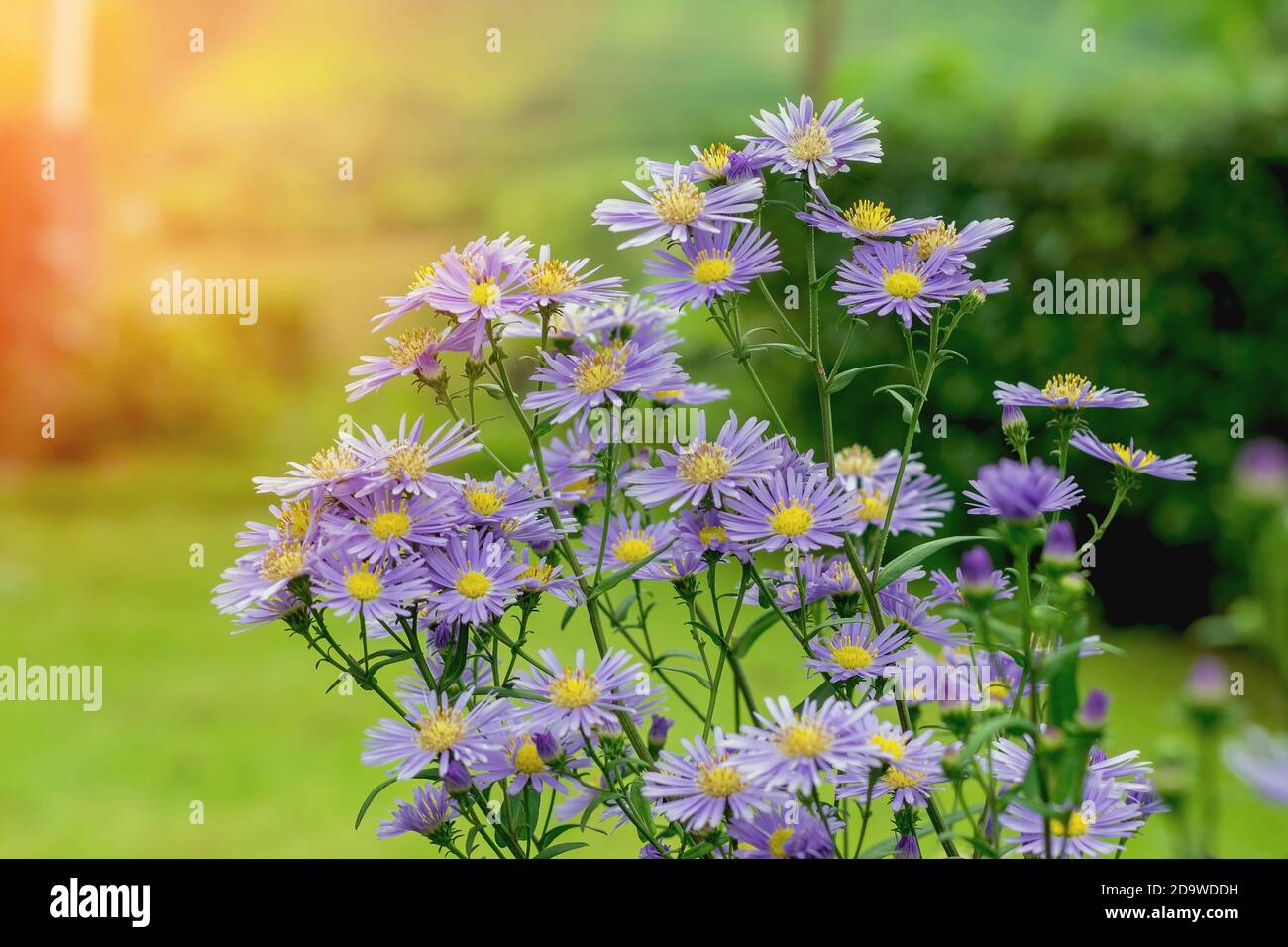 Beautiful purple color of margaret flowers in the garden Stock Photo ...