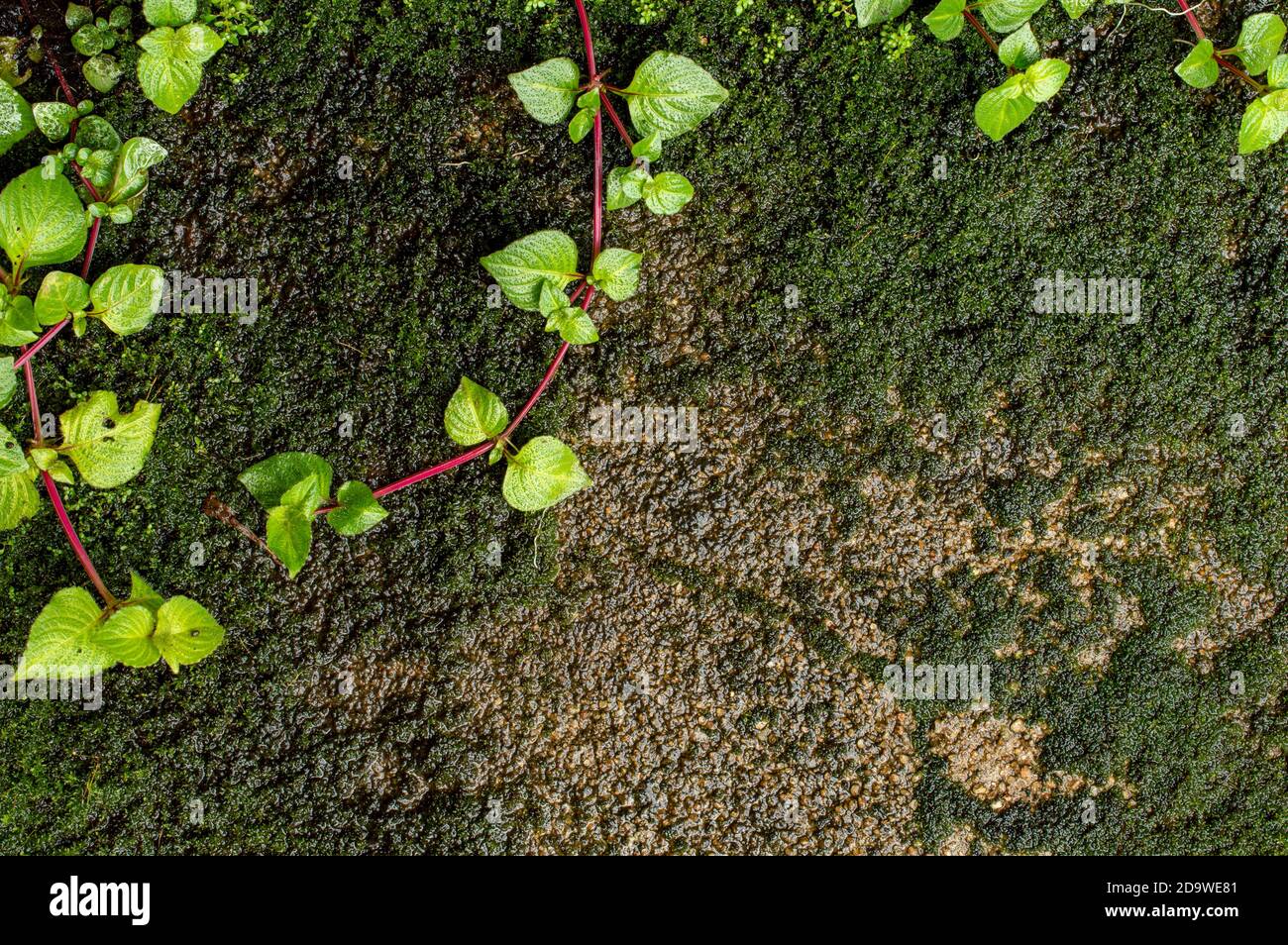 beautiful red vine with green leaves on a mossy surface Stock Photo - Alamy