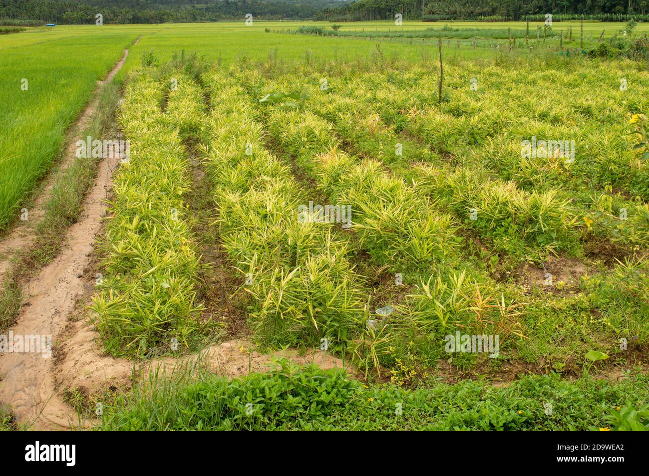 Ginger, an indigenous plant, is an important spice crop of the world ...