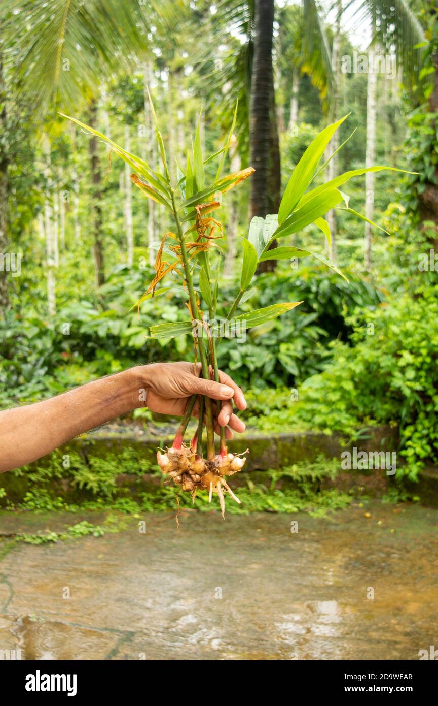 Ginger, an indigenous plant, is an important spice crop of the world ...