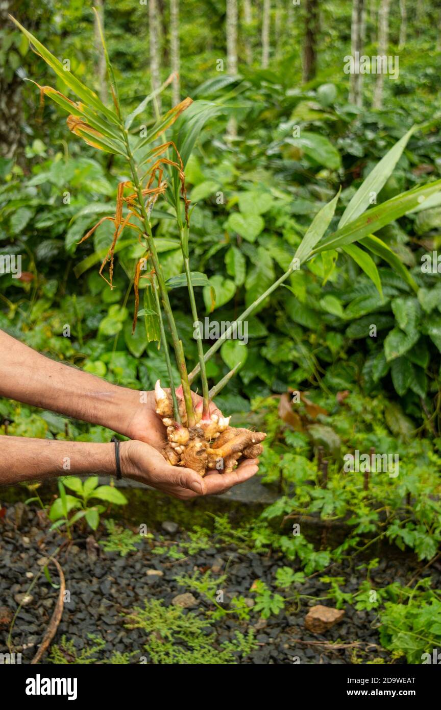 Ginger, an indigenous plant, is an important spice crop of the world ...