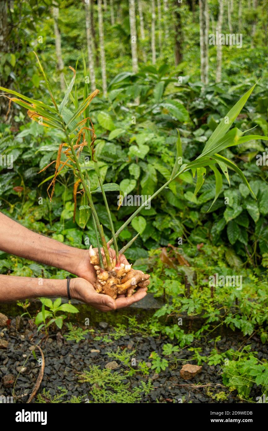 Ginger, an indigenous plant, is an important spice crop of the world ...