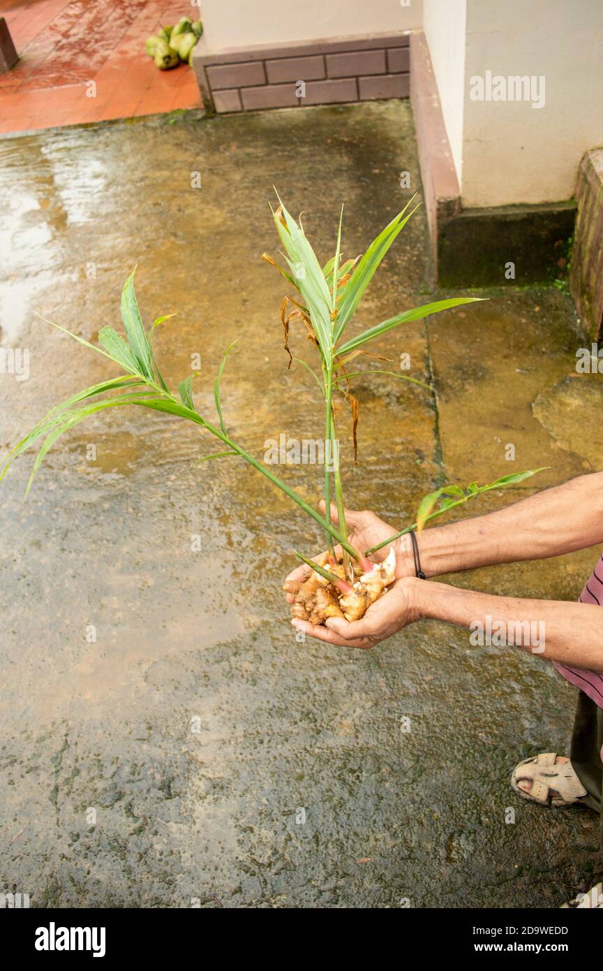 Ginger, an indigenous plant, is an important spice crop of the world ...