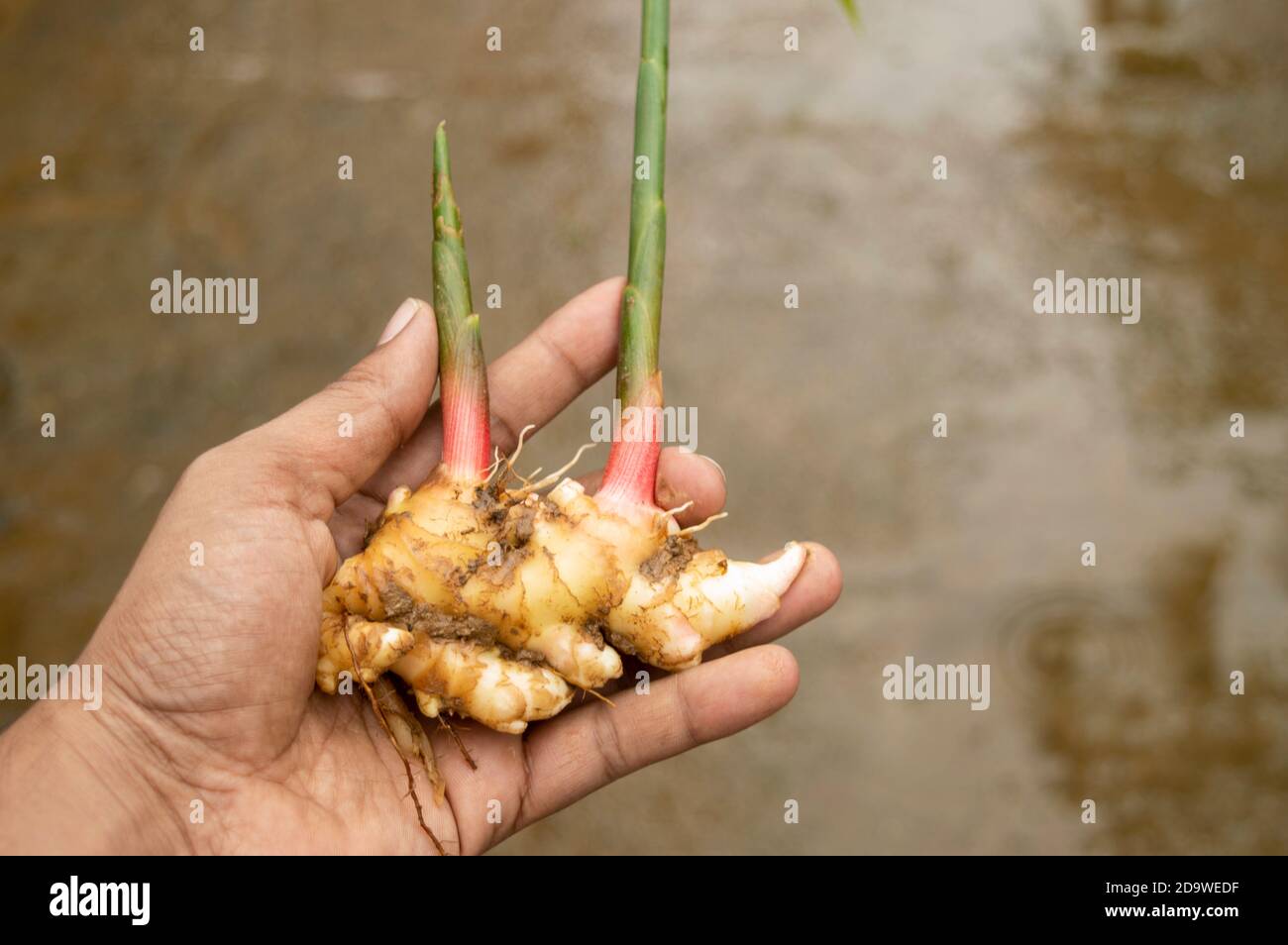 Ginger, an indigenous plant, is an important spice crop of the world ...