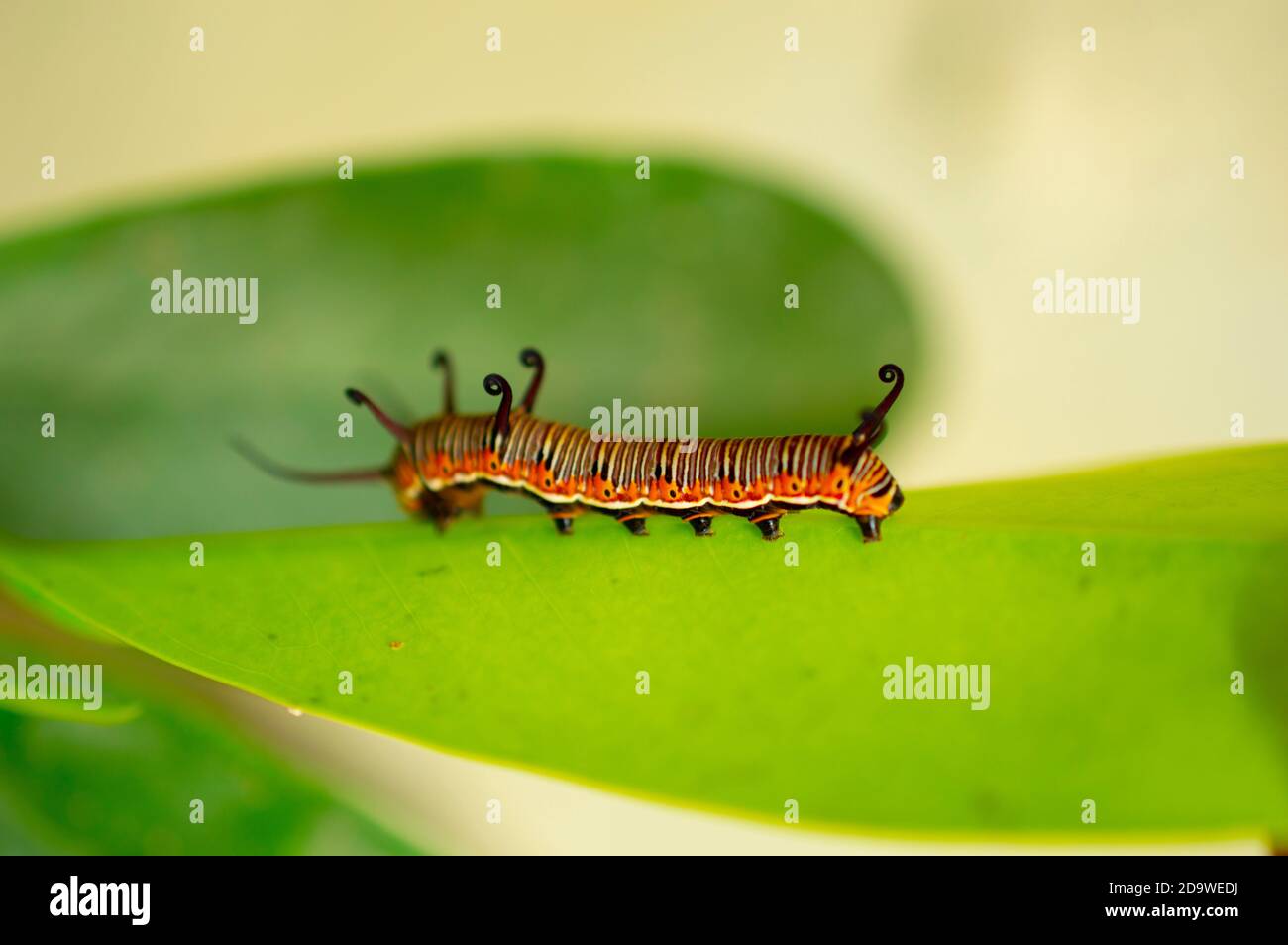 Colourful caterpillar hi-res stock photography and images - Alamy