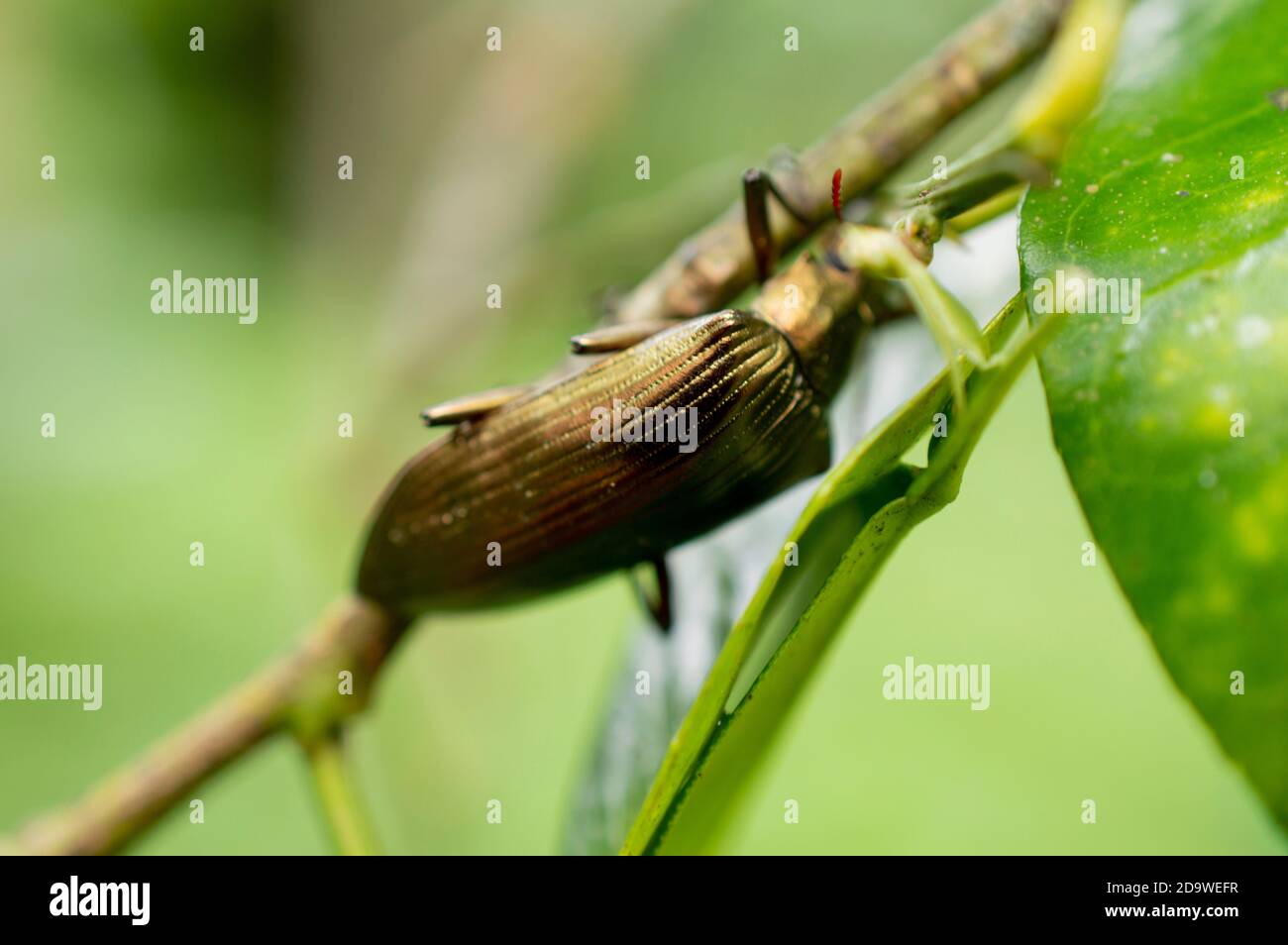 Bug on the tree stem with some parts in focus forming a beautiful ...
