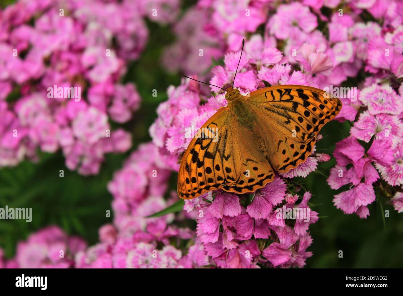 A beautiful butterfly that collects pollen on carnation flowers Stock ...