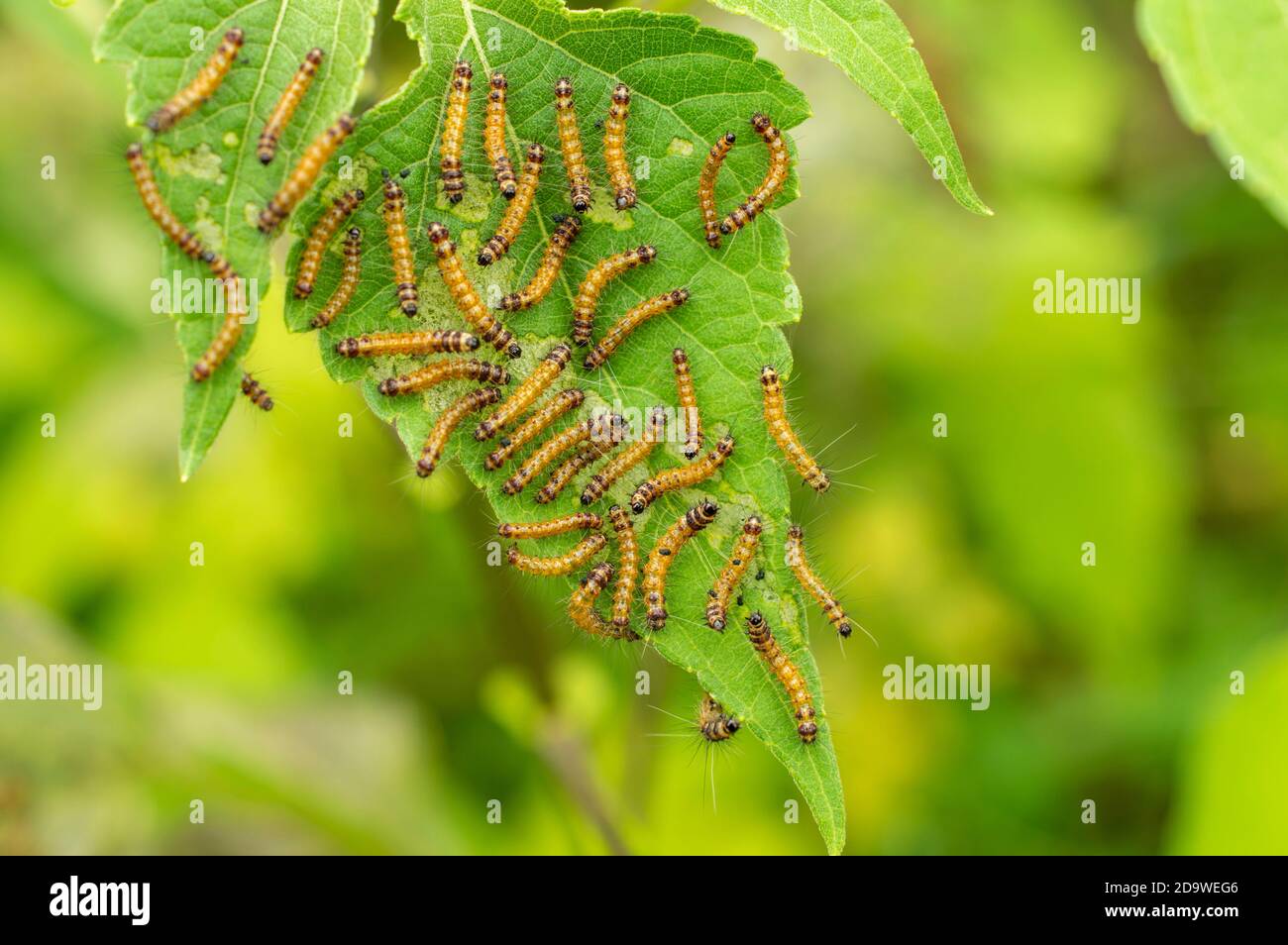 Garden pests can cause huge damage to leafy vegetables. If they are not ...