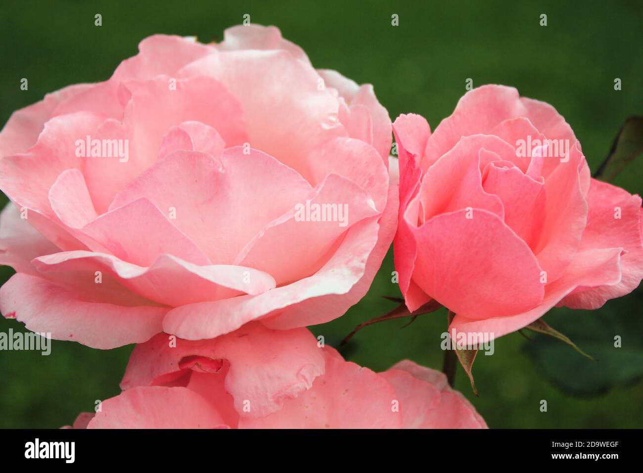 Glorious roses hi-res stock photography and images - Alamy