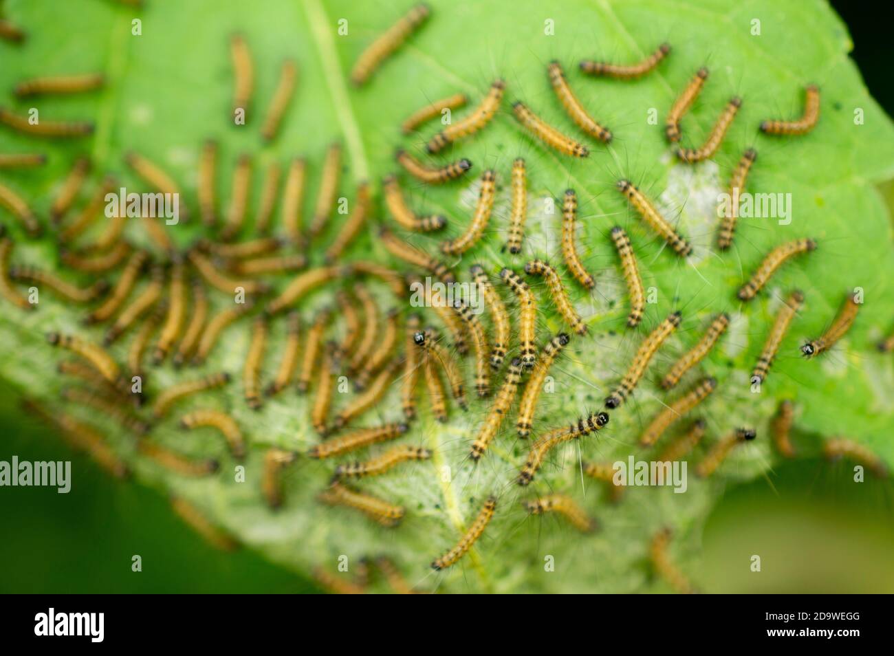 Garden pests can cause huge damage to leafy vegetables. If they are not ...