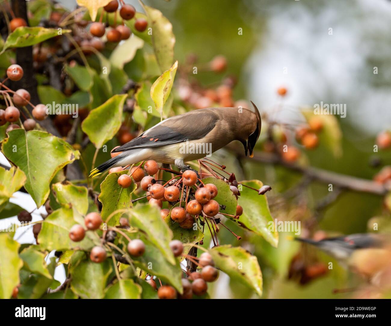 bird eating berries Stock Photo - Alamy