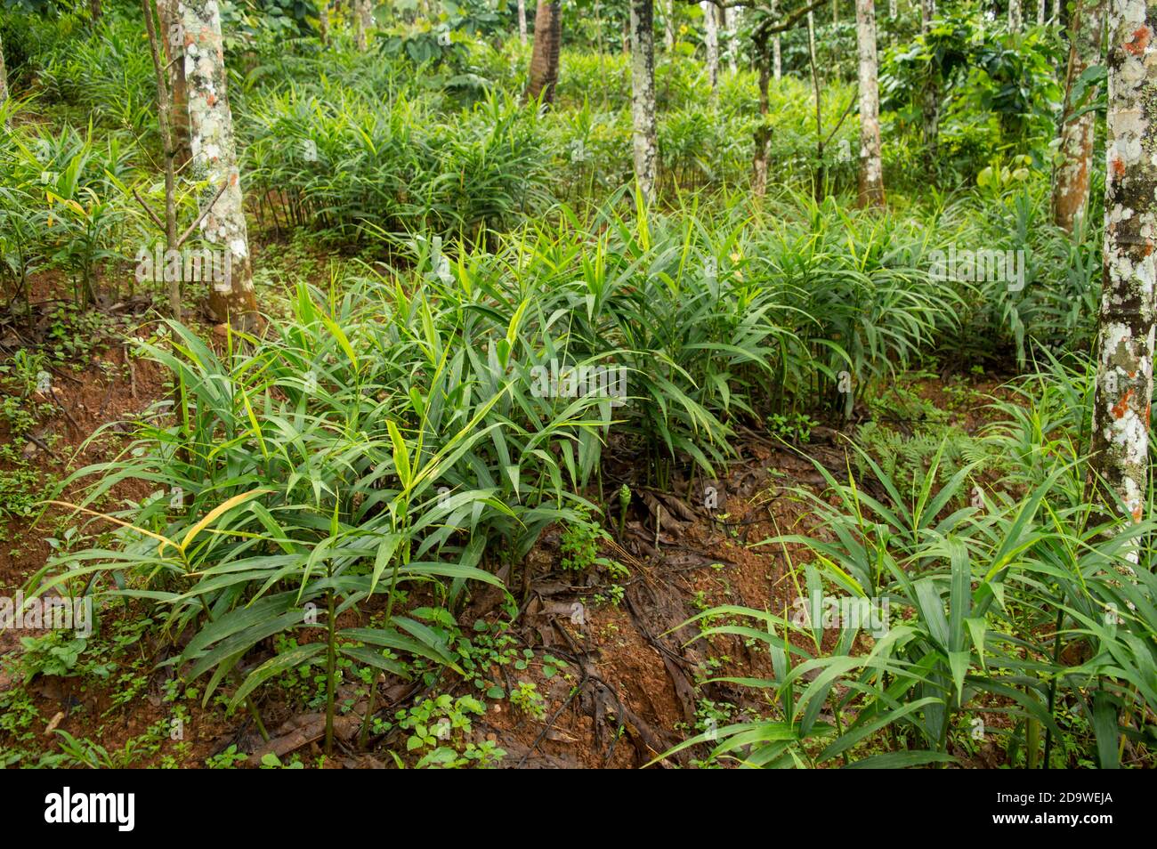 Ginger, an indigenous plant, is an important spice crop of the world ...