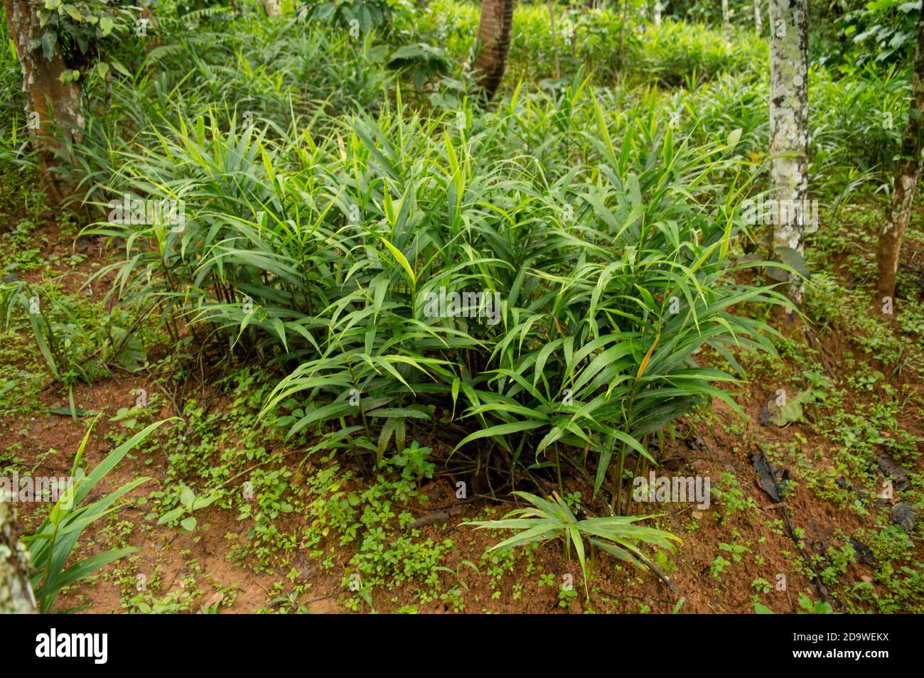 Ginger, an indigenous plant, is an important spice crop of the world ...