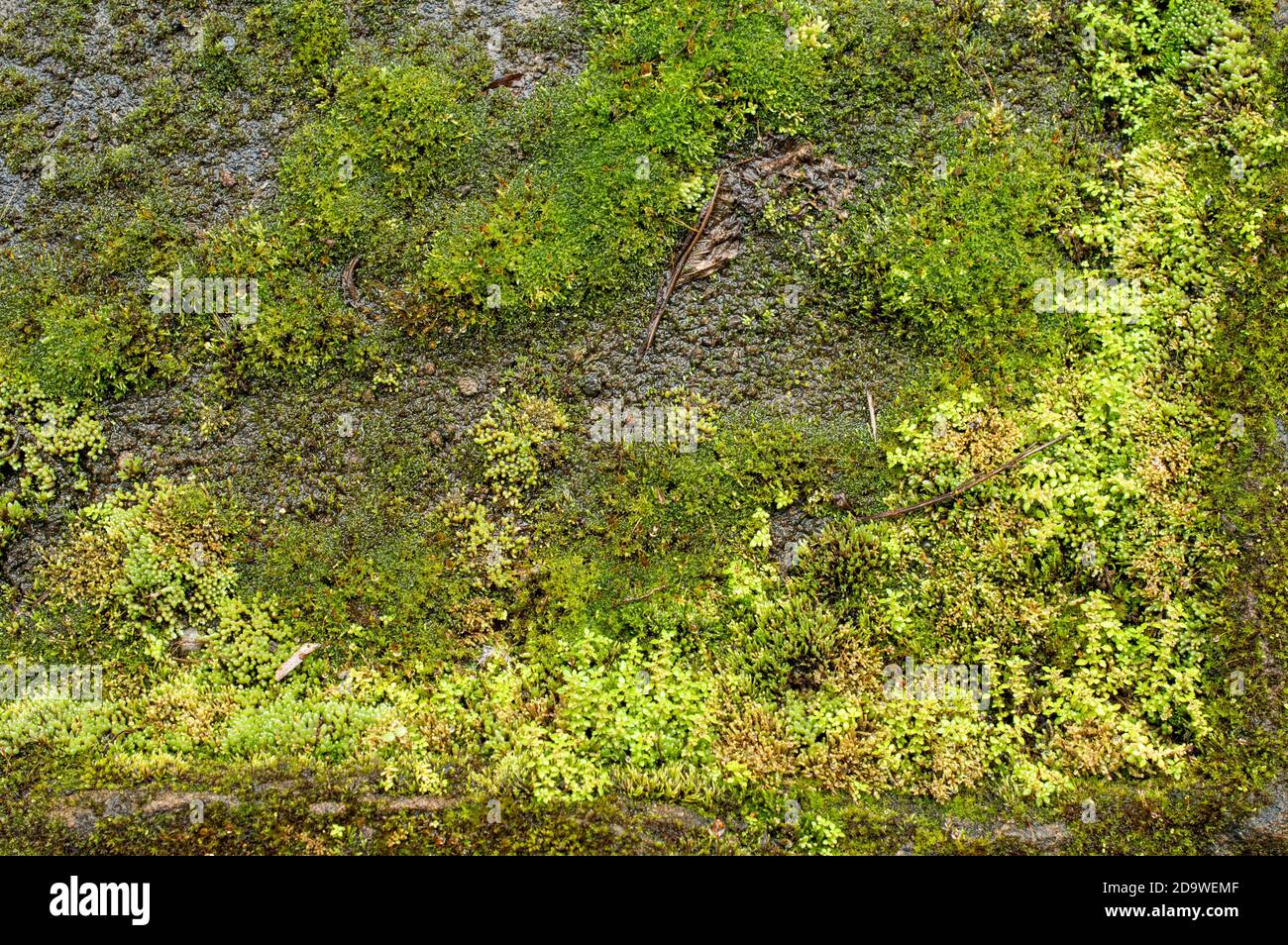 Taxonomic division bryophyta hi-res stock photography and images - Alamy
