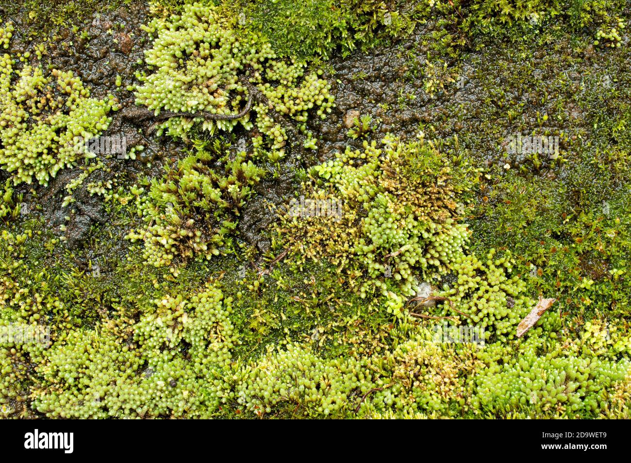 Mosses, or the taxonomic division Bryophyta, are small, non-vascular ...