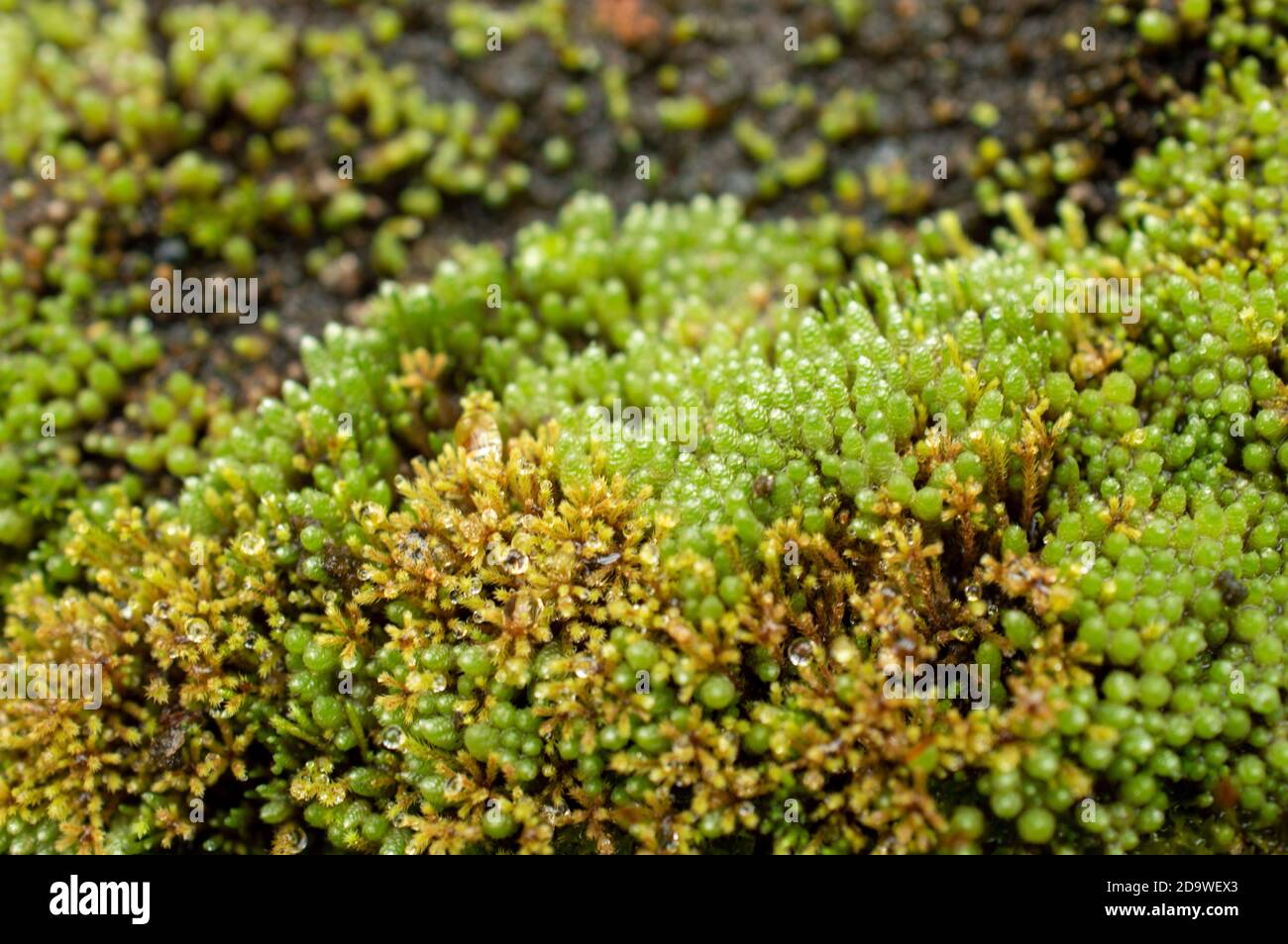 Mosses, or the taxonomic division Bryophyta, are small, non-vascular ...
