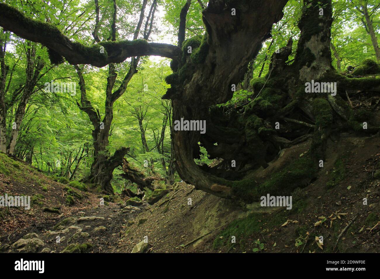 Azerbaijan. Very old trees in the forest. Guba district Stock Photo - Alamy