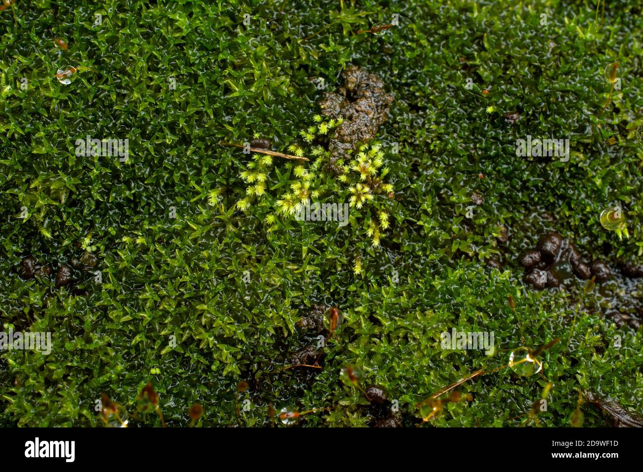 Taxonomic division bryophyta hi-res stock photography and images - Alamy