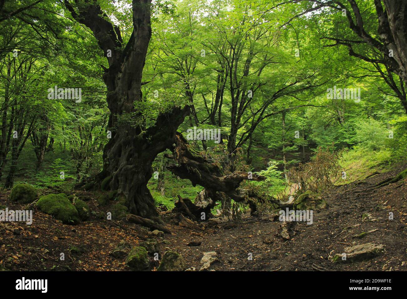 Azerbaijan. Very old trees in the forest. Guba district Stock Photo - Alamy
