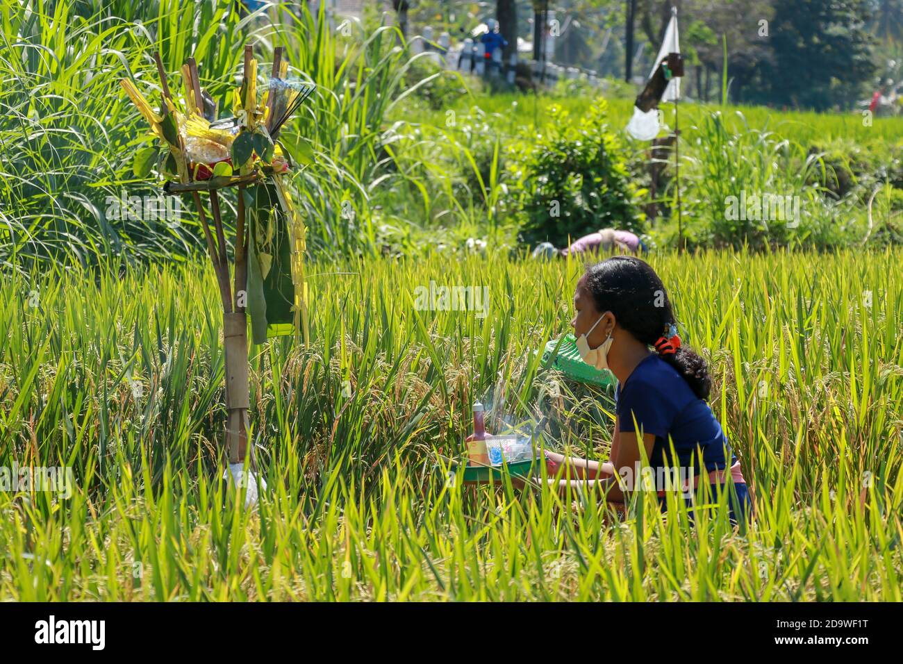 Young woman performing a balinese ritual. Balinese girl performs a ...