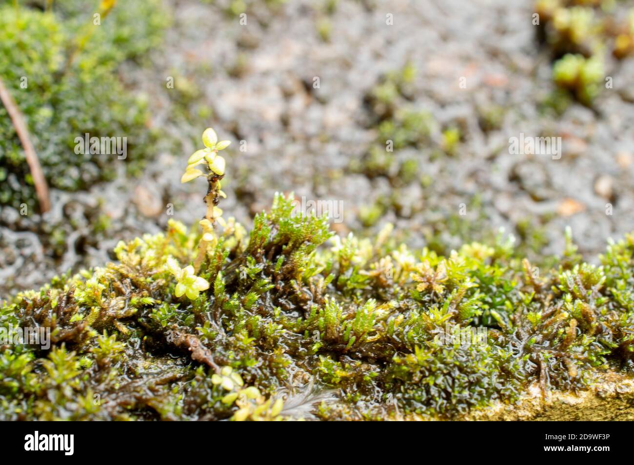 Mosses, or the taxonomic division Bryophyta, are small, non-vascular ...