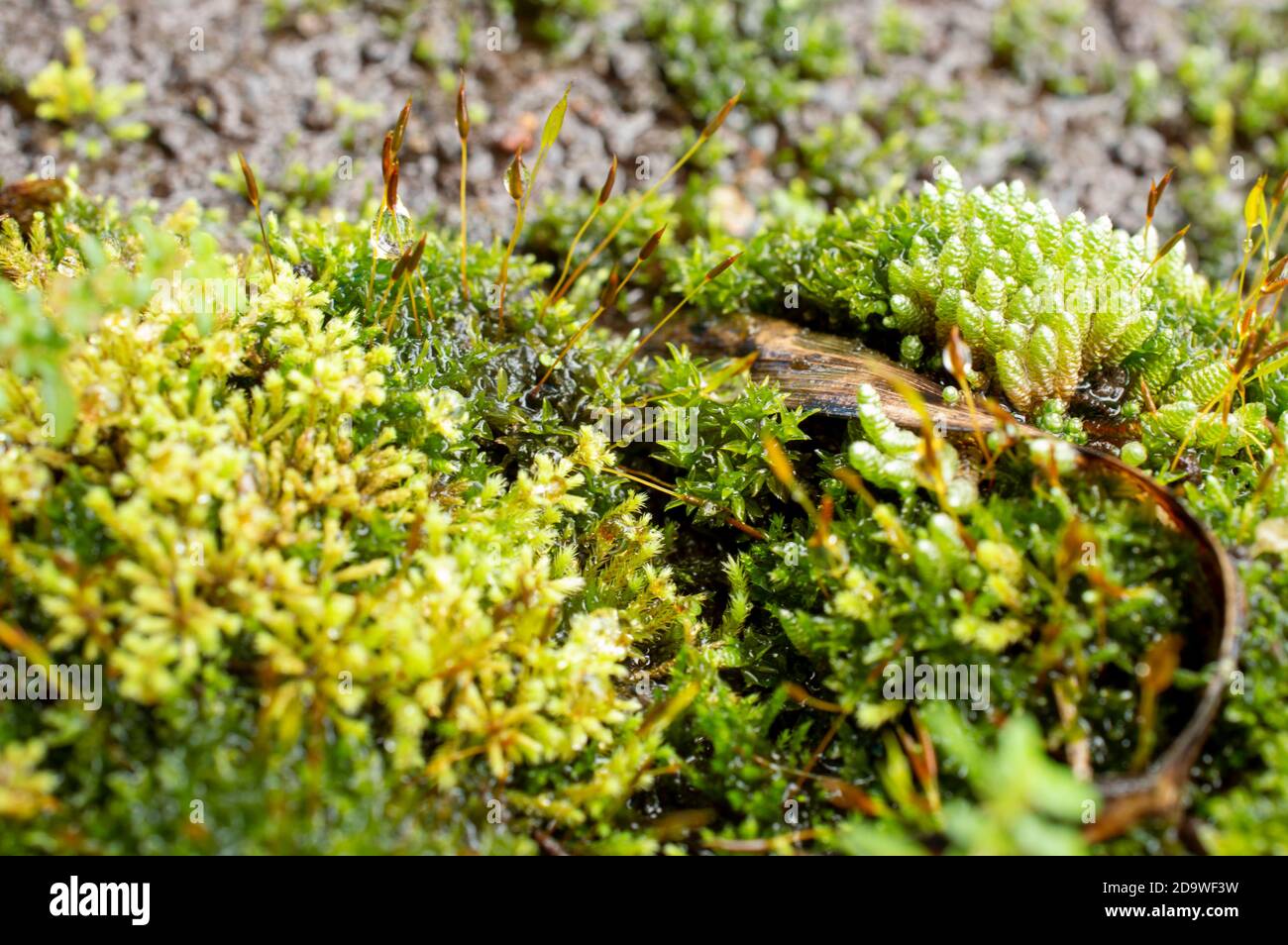 Mosses, or the taxonomic division Bryophyta, are small, non-vascular ...