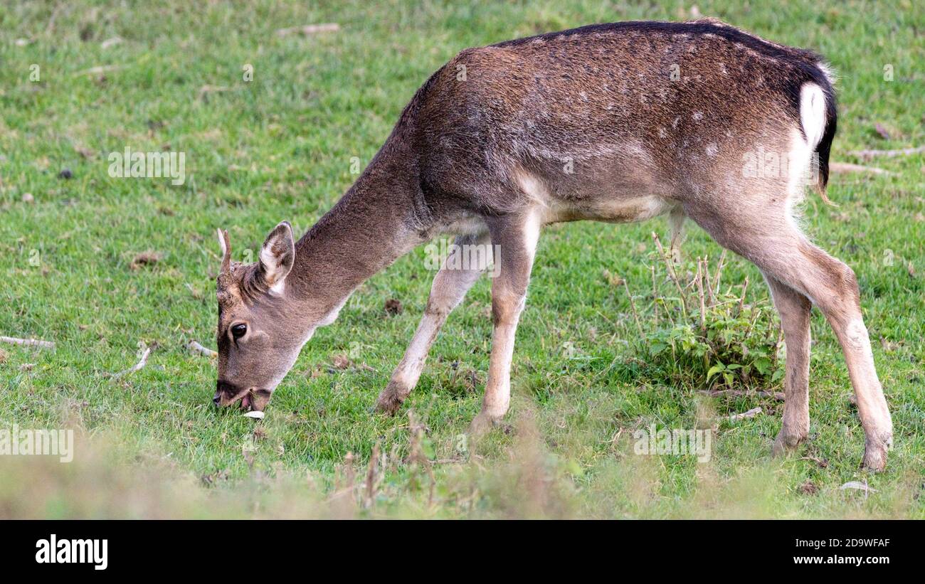 deer, tier, wild lebende tiere, natur, säugetier, wald, wild, kitz ...