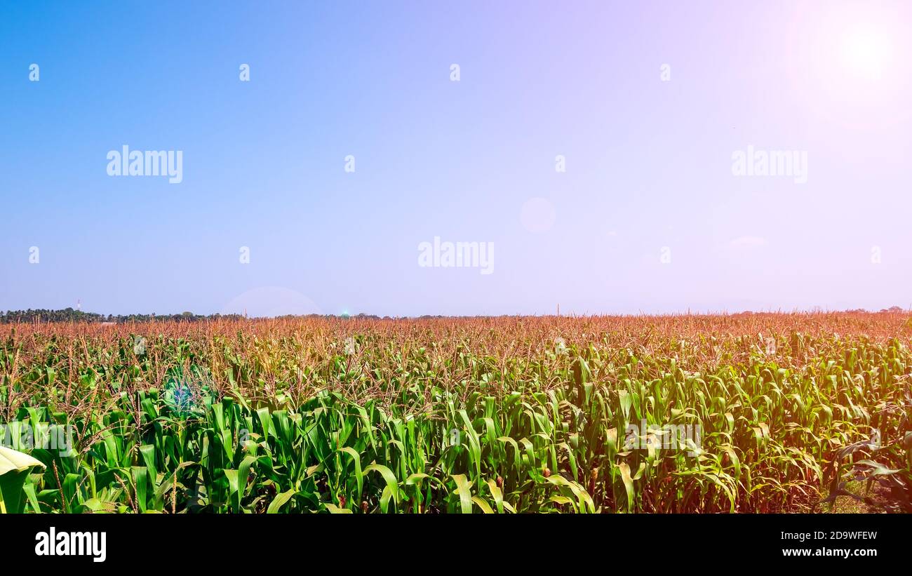 Corn field and the blue sky with colorful sunlight Stock Photo - Alamy