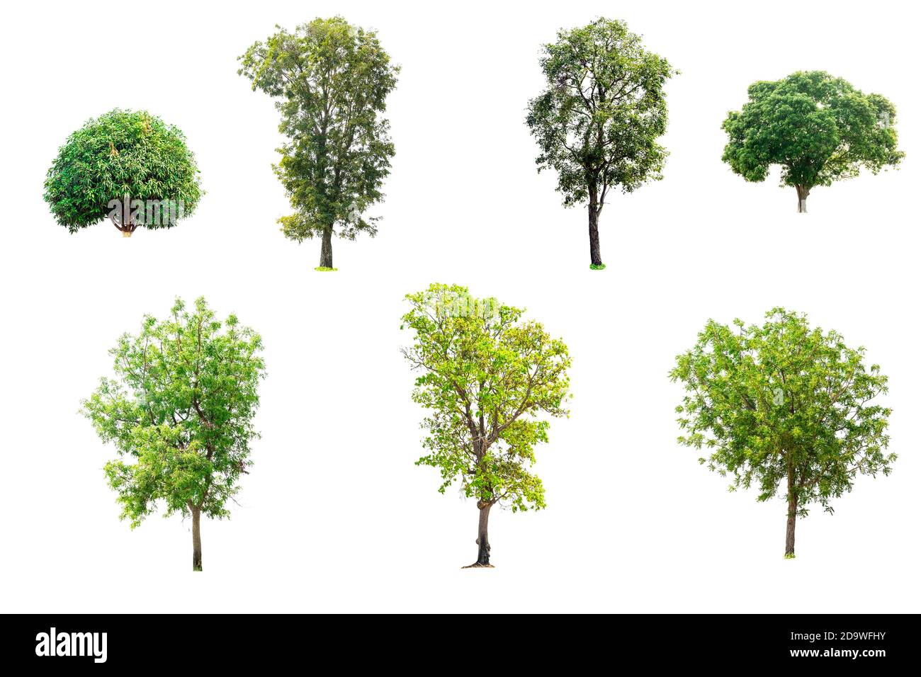 Collection of trees isolated on white background Stock Photo - Alamy