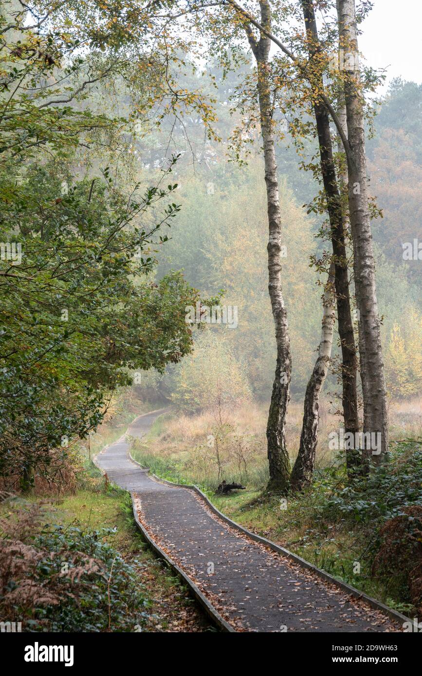 Stunning Autumn Fall forest landscape of footpath boardwalk through ...