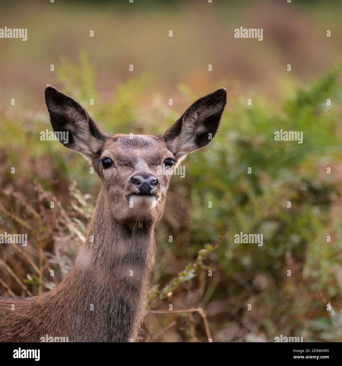 Stunning image of red deer doe in colorful woodland landscape setting ...