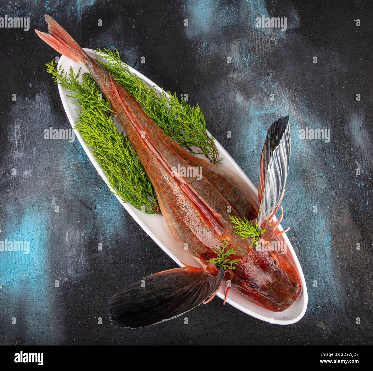 Tub gurnard (Red gurnard) fish on a white plate on black stone ...