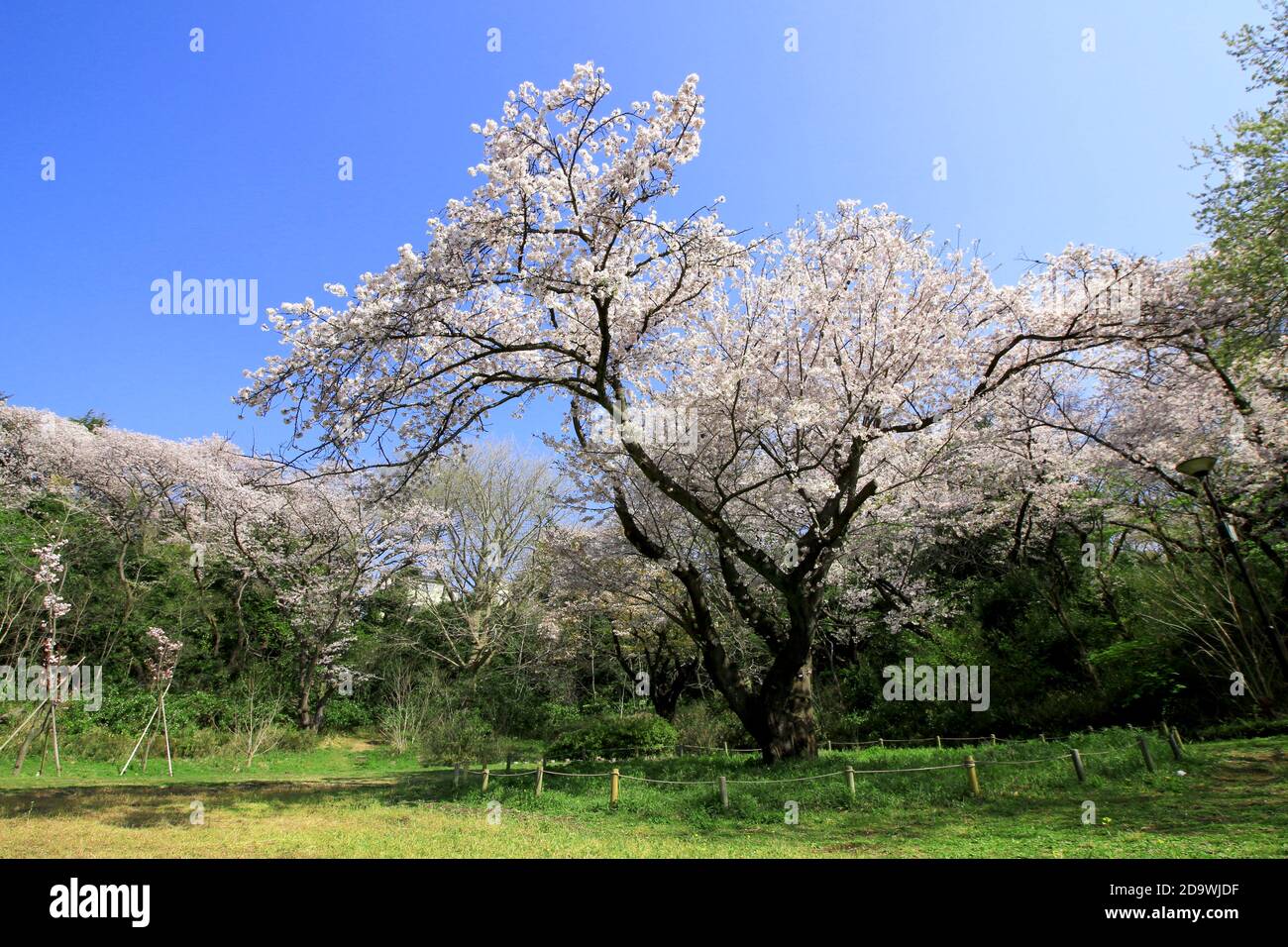 A large old sakura tree with cherry blossoms in full bloom Stock Photo ...