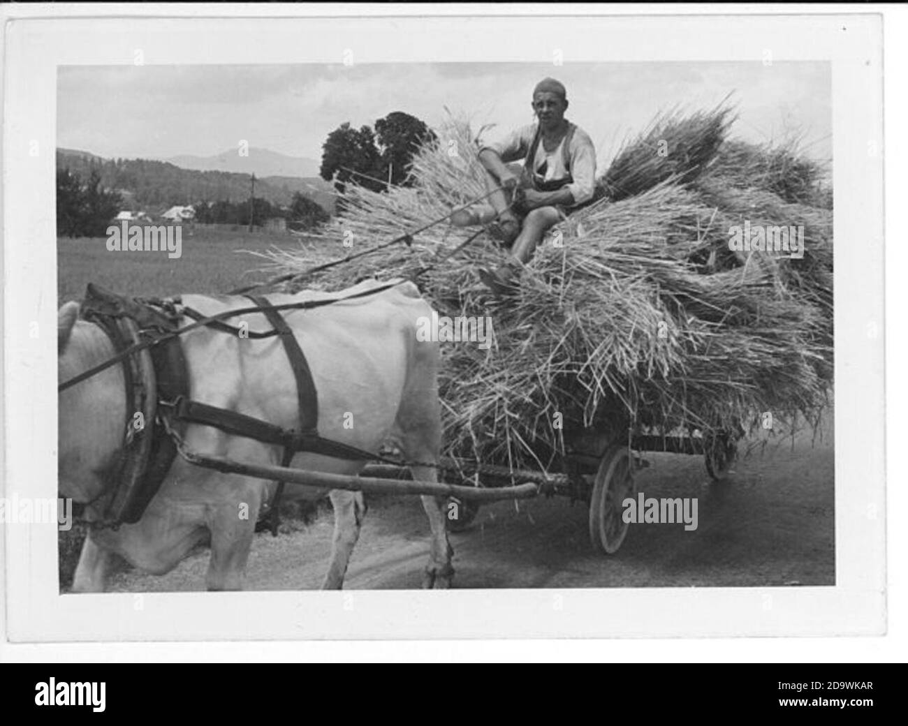 Background haying hi-res stock photography and images - Alamy