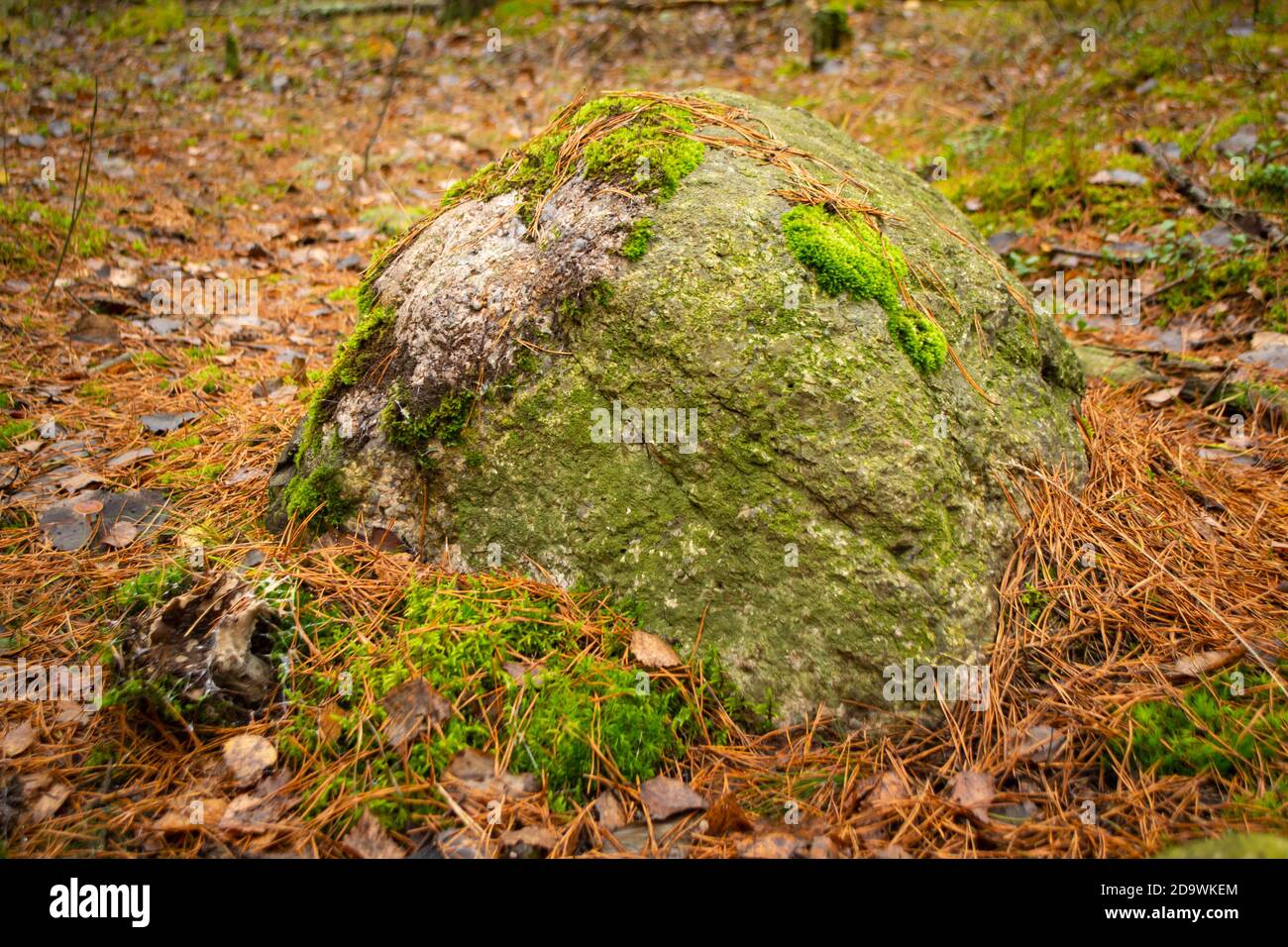 Spring forest scene big stone hi-res stock photography and images - Alamy