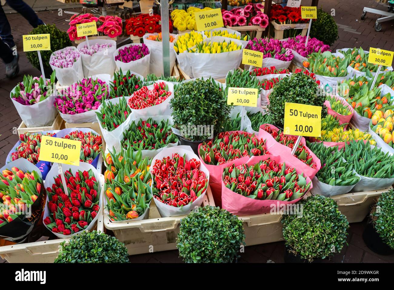 Tulips in Amsterdam during spring season Stock Photo - Alamy