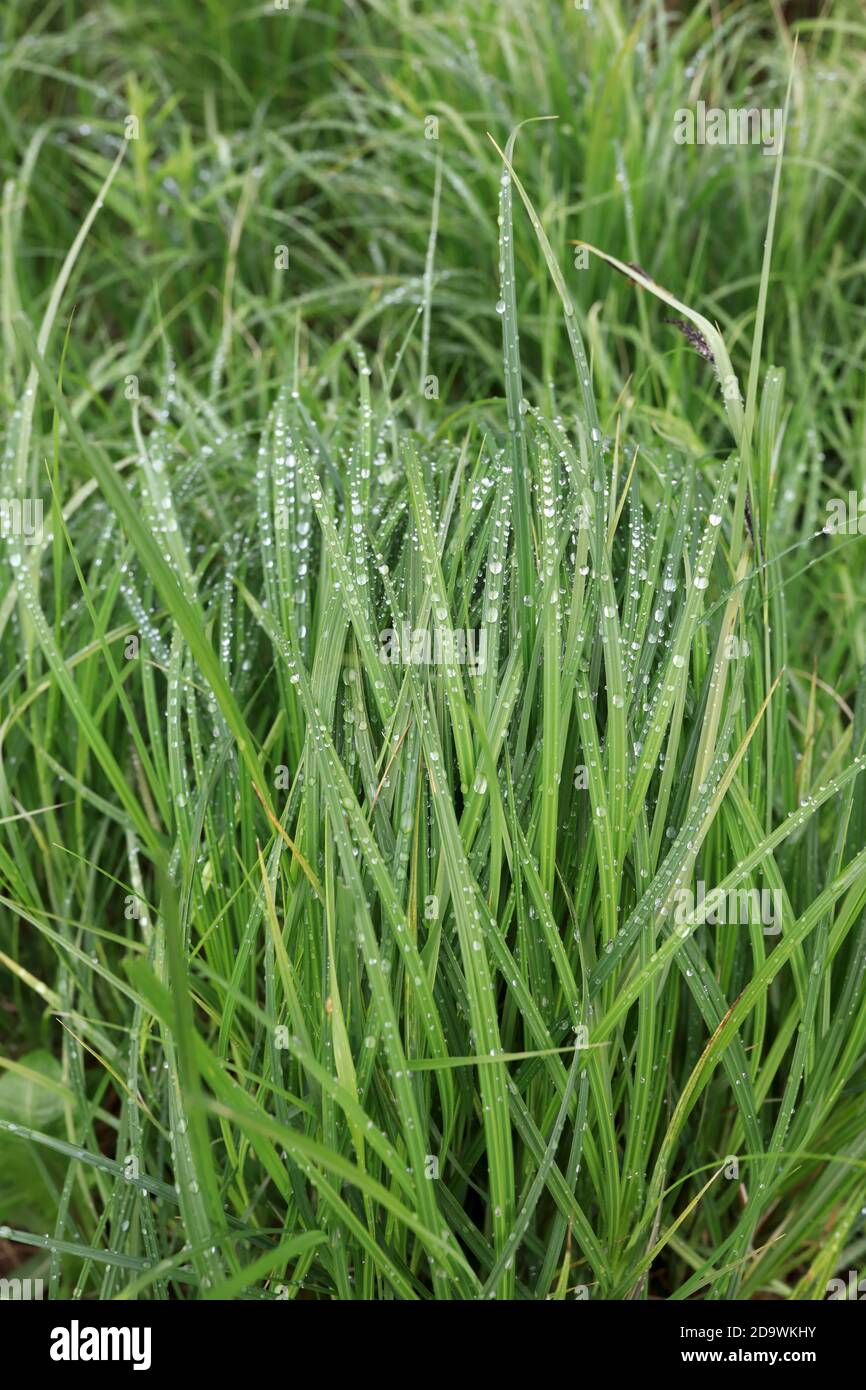 Grass after rain in estuary of Lake Seliger Stock Photo - Alamy