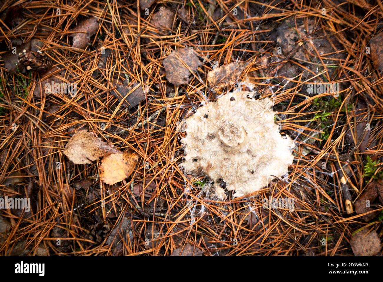 Old rot mushroom fungus and mold on wild forest. Structure of mushroom ...