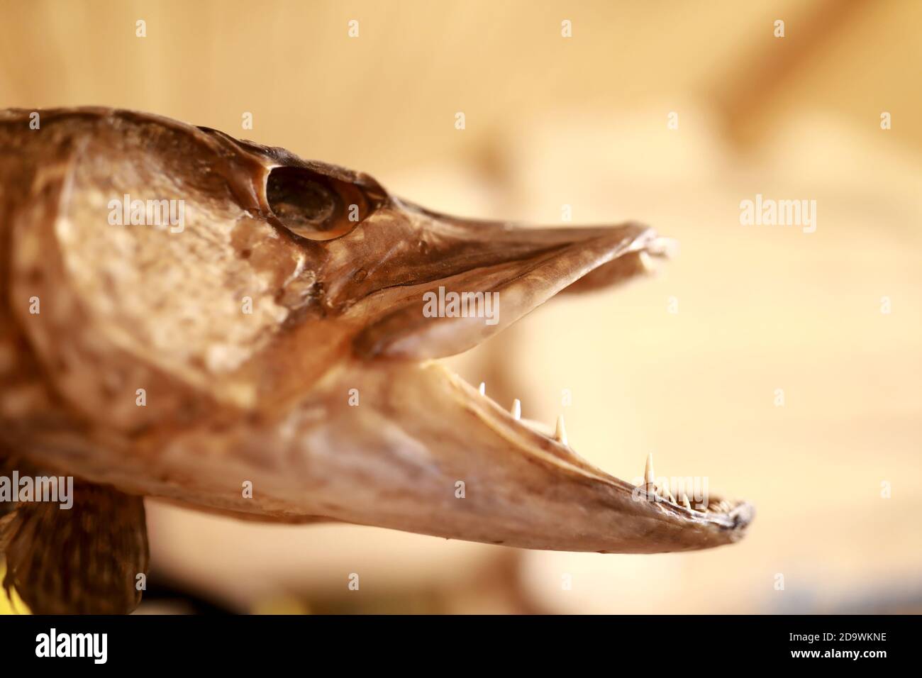 Details of stuffed pike head on wooden wall Stock Photo - Alamy