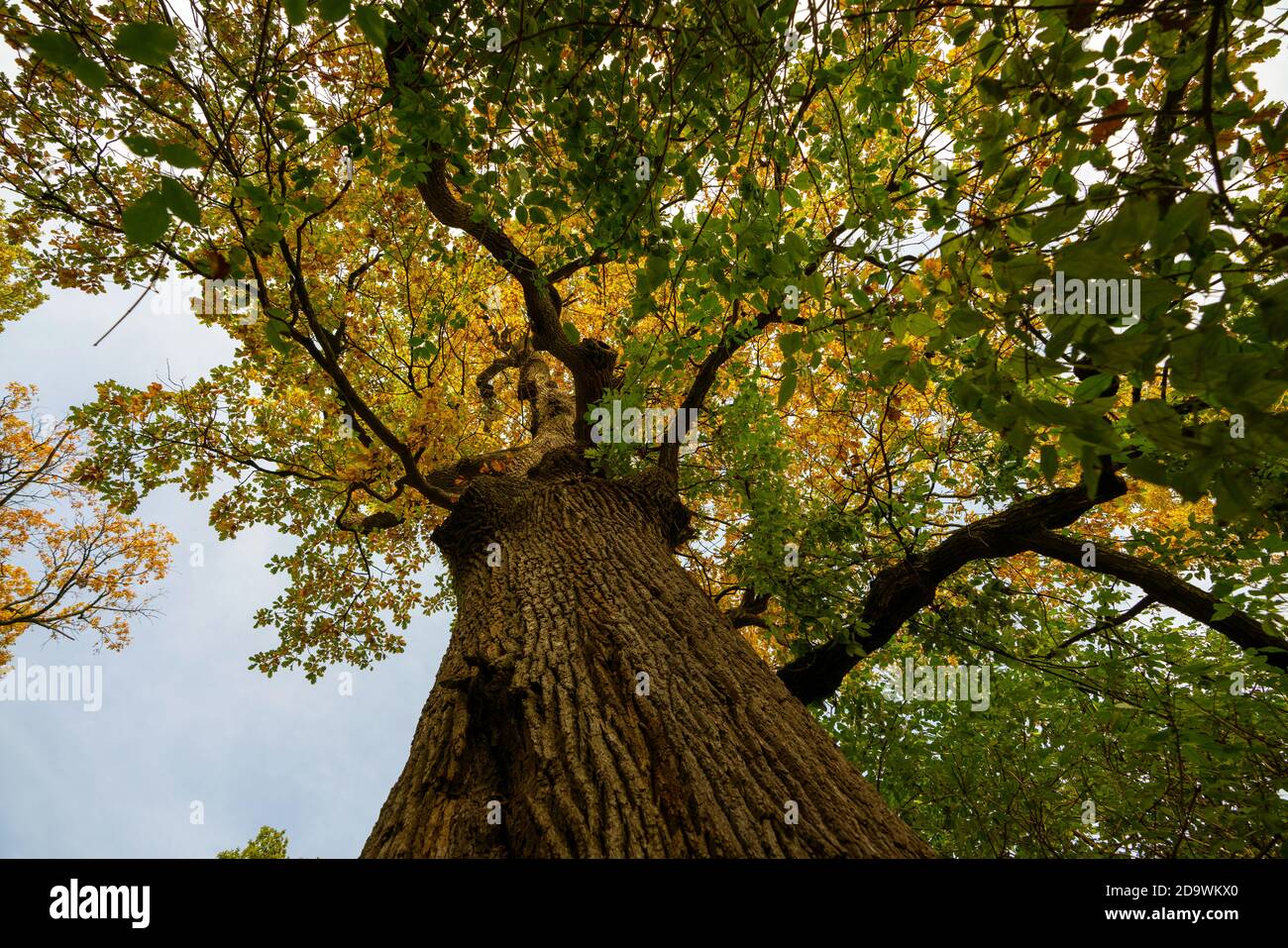 Low angle view of an old oak tree Stock Photo - Alamy